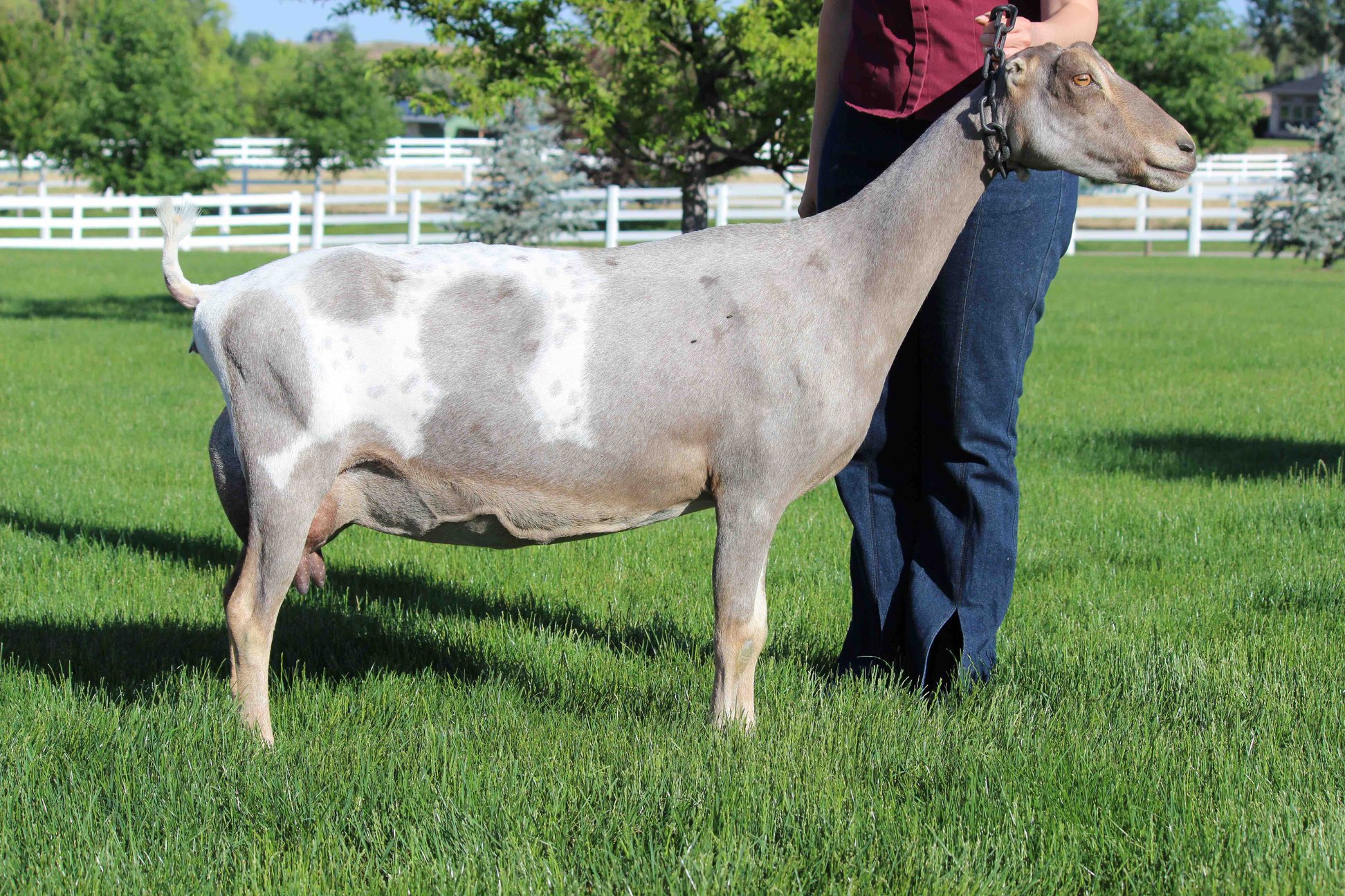 In Memory of Quatorze – DeLuna Acres, LLC