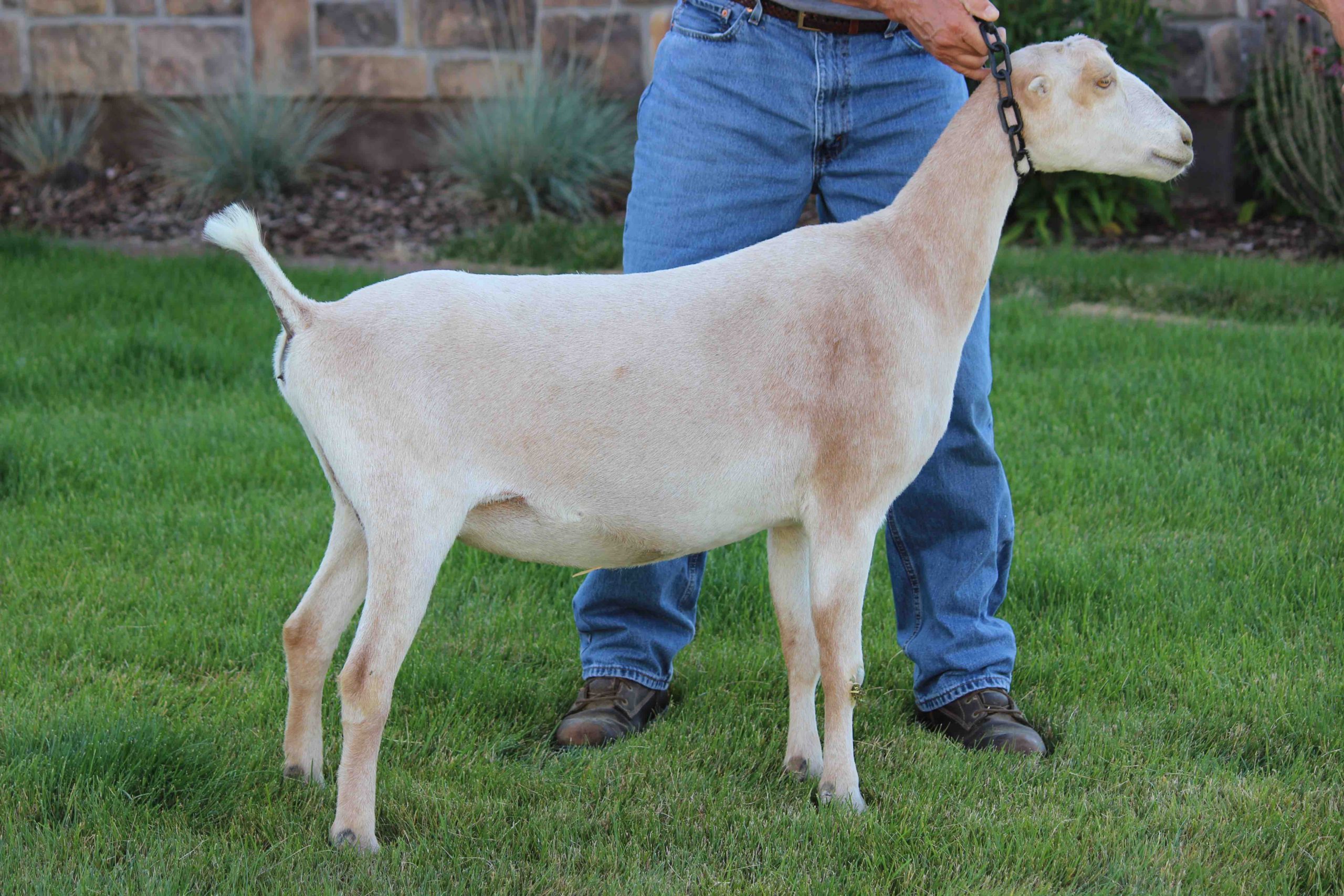 Sai – DeLuna Acres, LLC